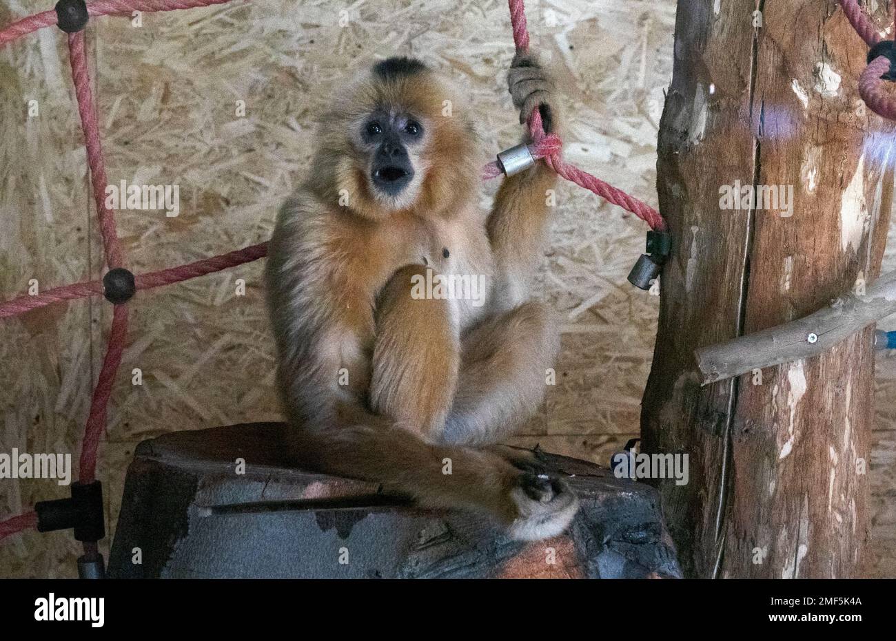 A gibbon looks on inside his enclosure at the zoo in Sarajevo, Bosnia ...