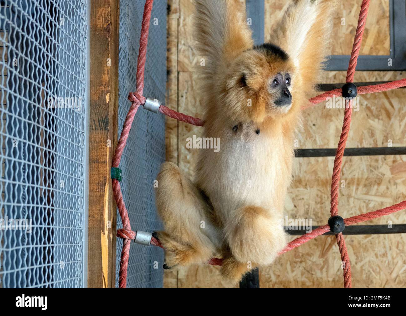 A gibbon looks on inside his enclosure at the zoo in Sarajevo, Bosnia ...