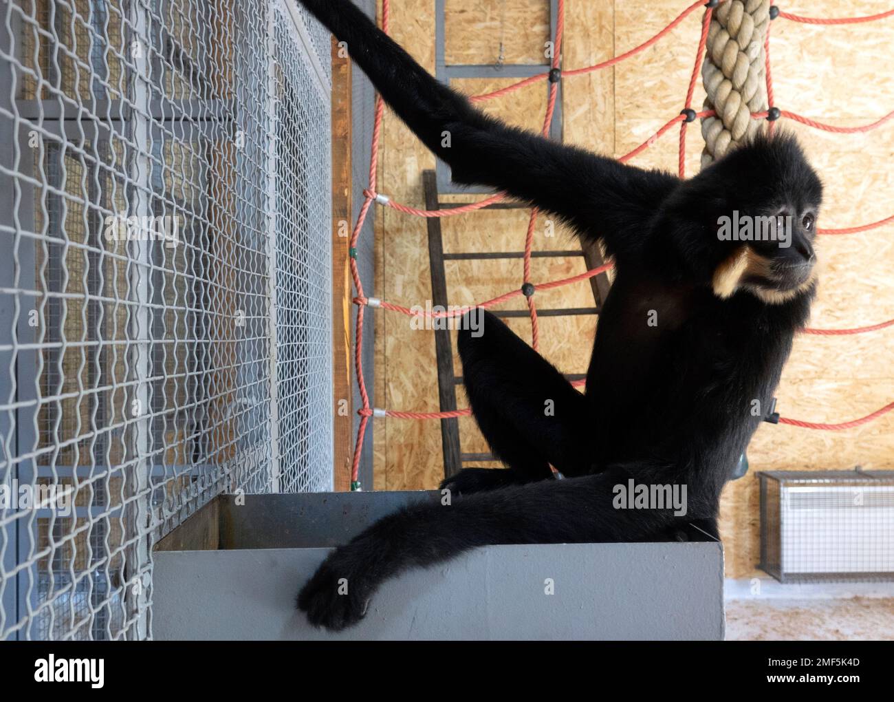 A gibbon looks on inside his enclosure at the zoo in Sarajevo, Bosnia ...