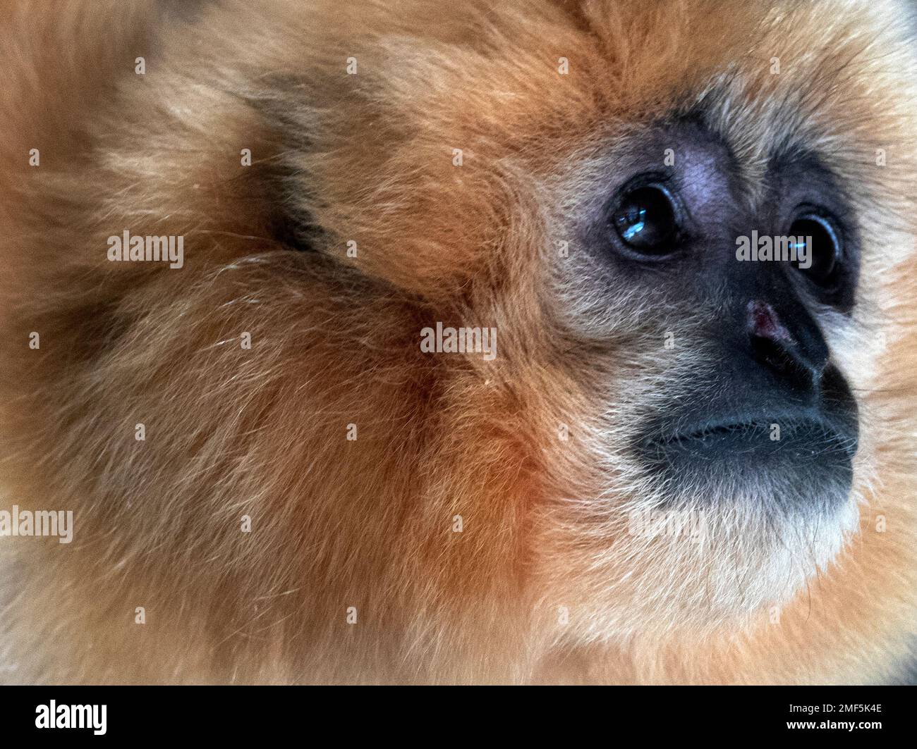 A gibbon looks on inside his enclosure at the zoo in Sarajevo, Bosnia ...
