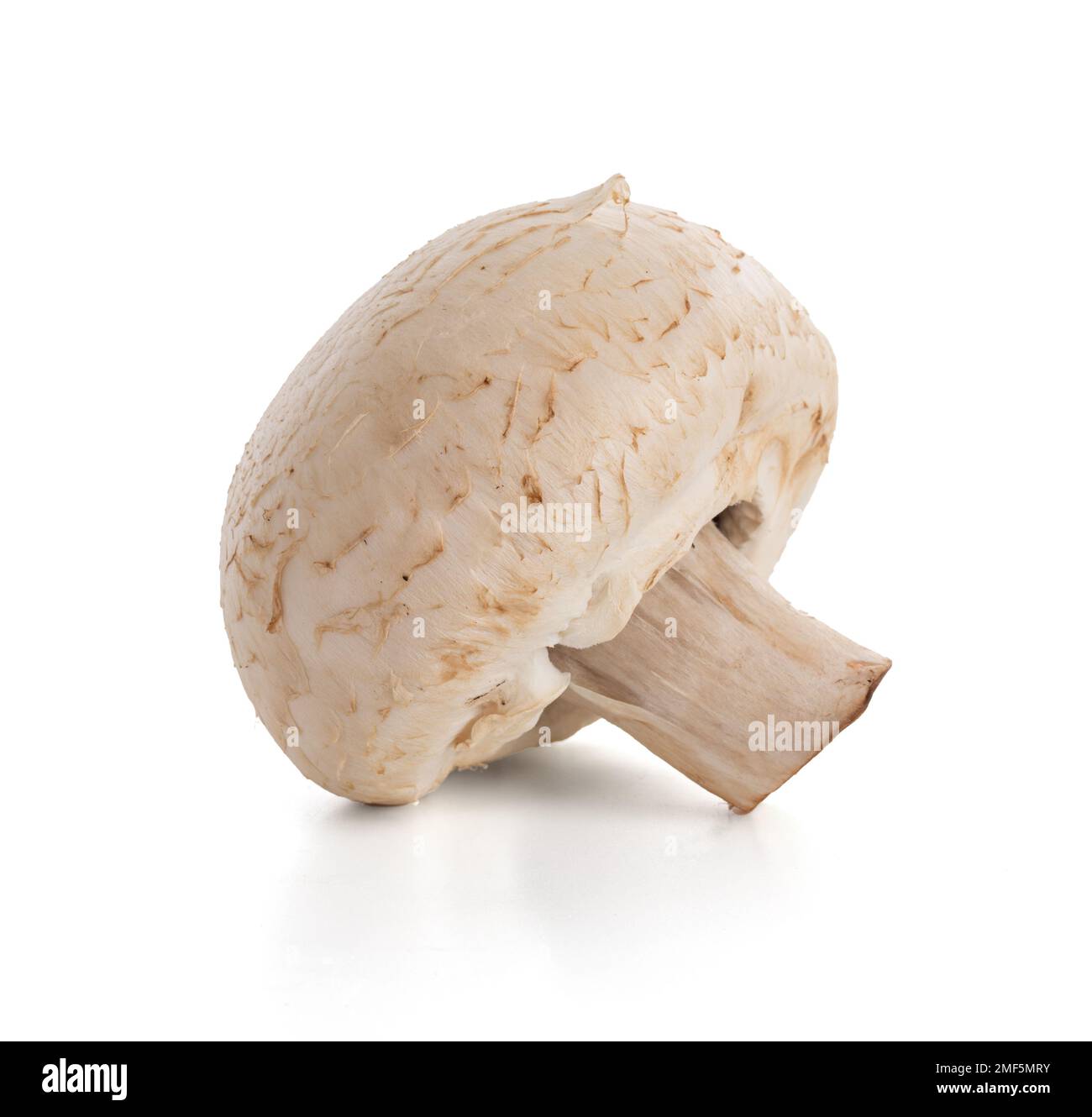 White button mushroom (Agaricus Bisporus) on white background Stock ...