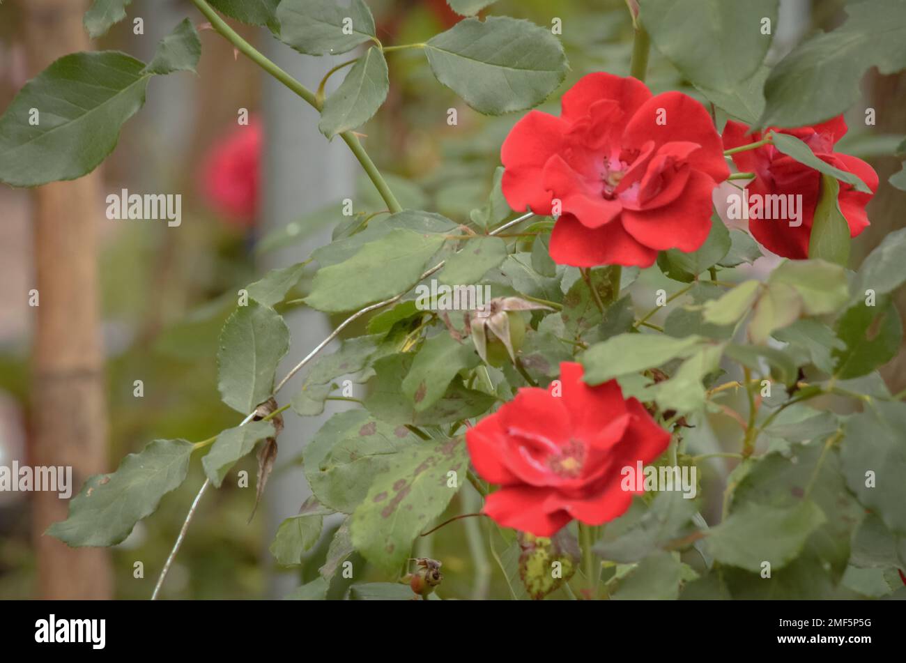 Double cinnamon rose hi-res stock photography and images - Alamy