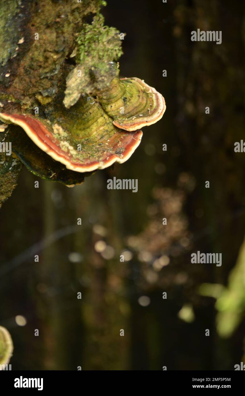 A vertical shot of fungi growing on a tree Stock Photo - Alamy