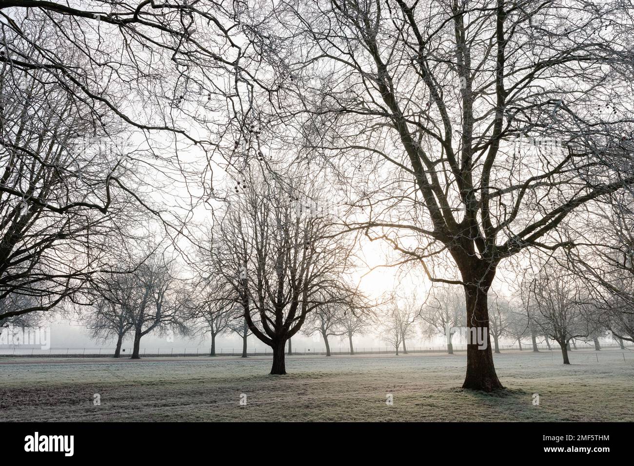 Windsor, UK. 23 January, 2023. A frosty Windsor Great Park is pictured ...