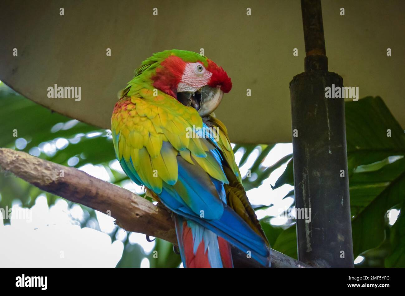 Scarlet macaw preening on hi-res stock photography and images - Alamy
