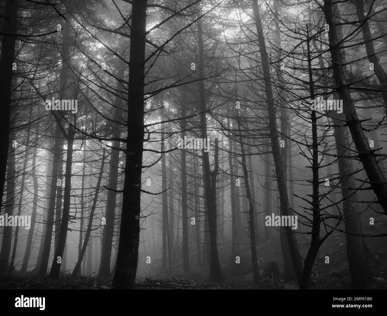 Fog in morning illuminated hi-res stock photography and images - Alamy