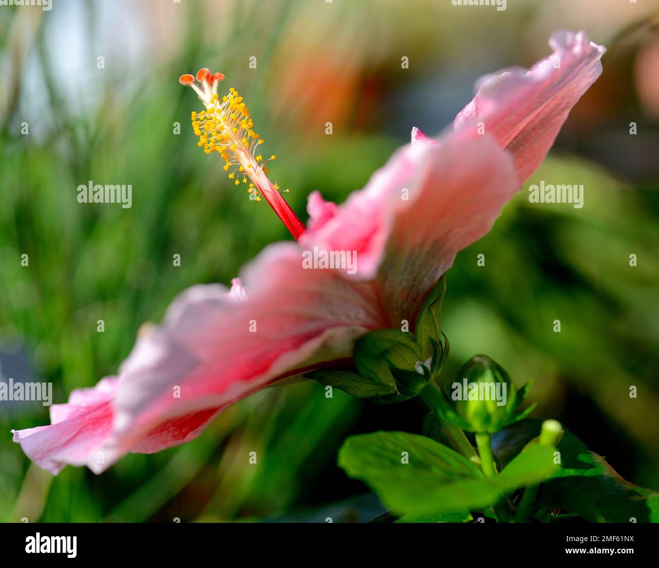 Pink Hibiscus Bloom photographed from the side view Stock Photo - Alamy