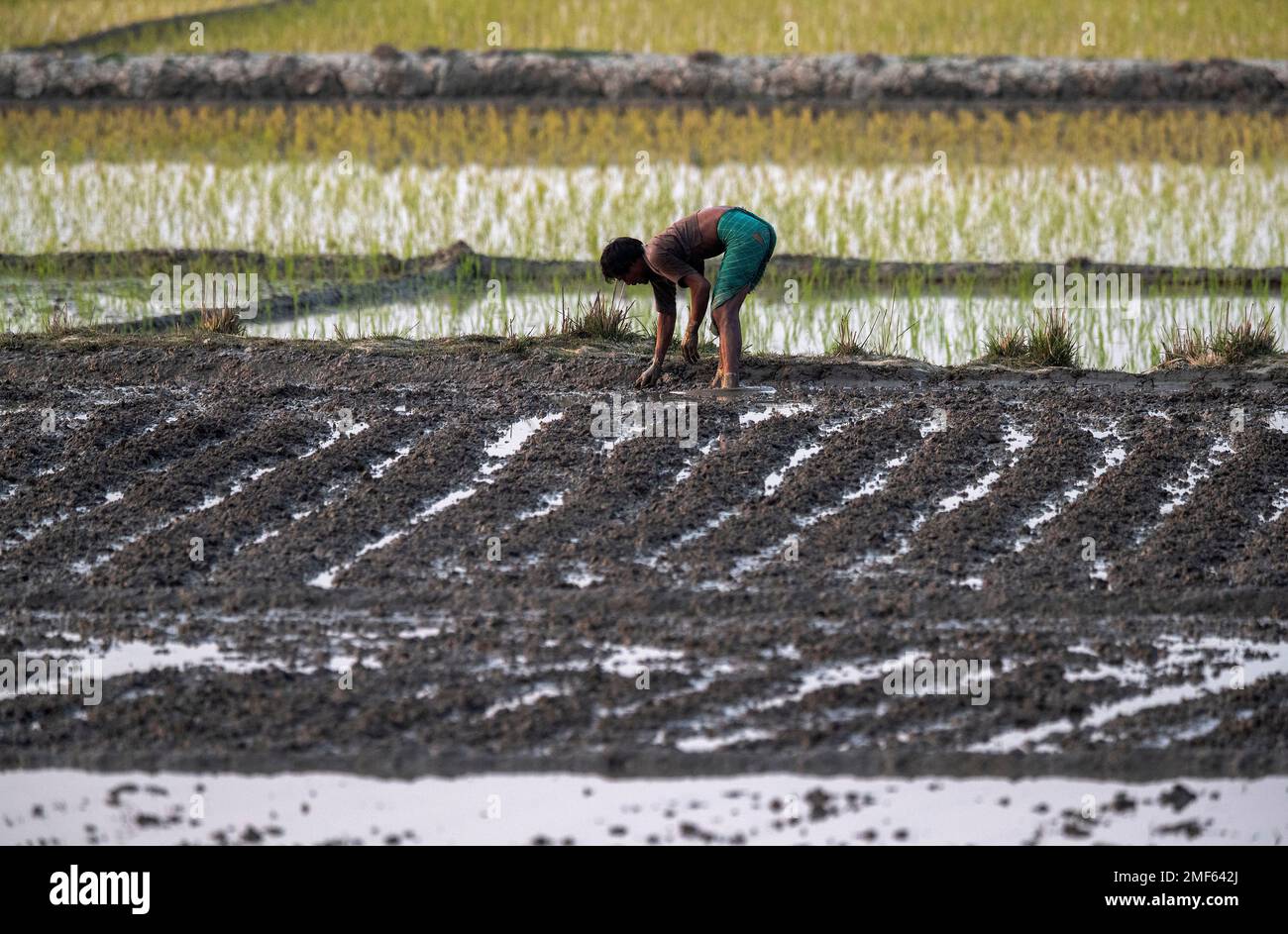 A farmer works in a paddy field on the outskirts of Gauhati, India ...