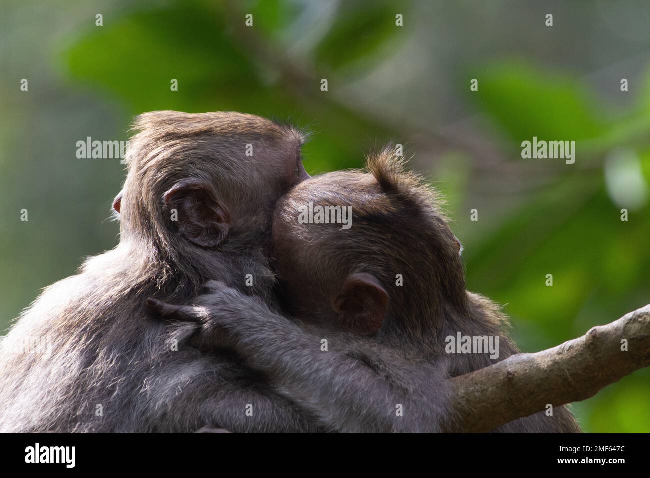 A beautiful couple of monkeys hugging each other on a blurred ...