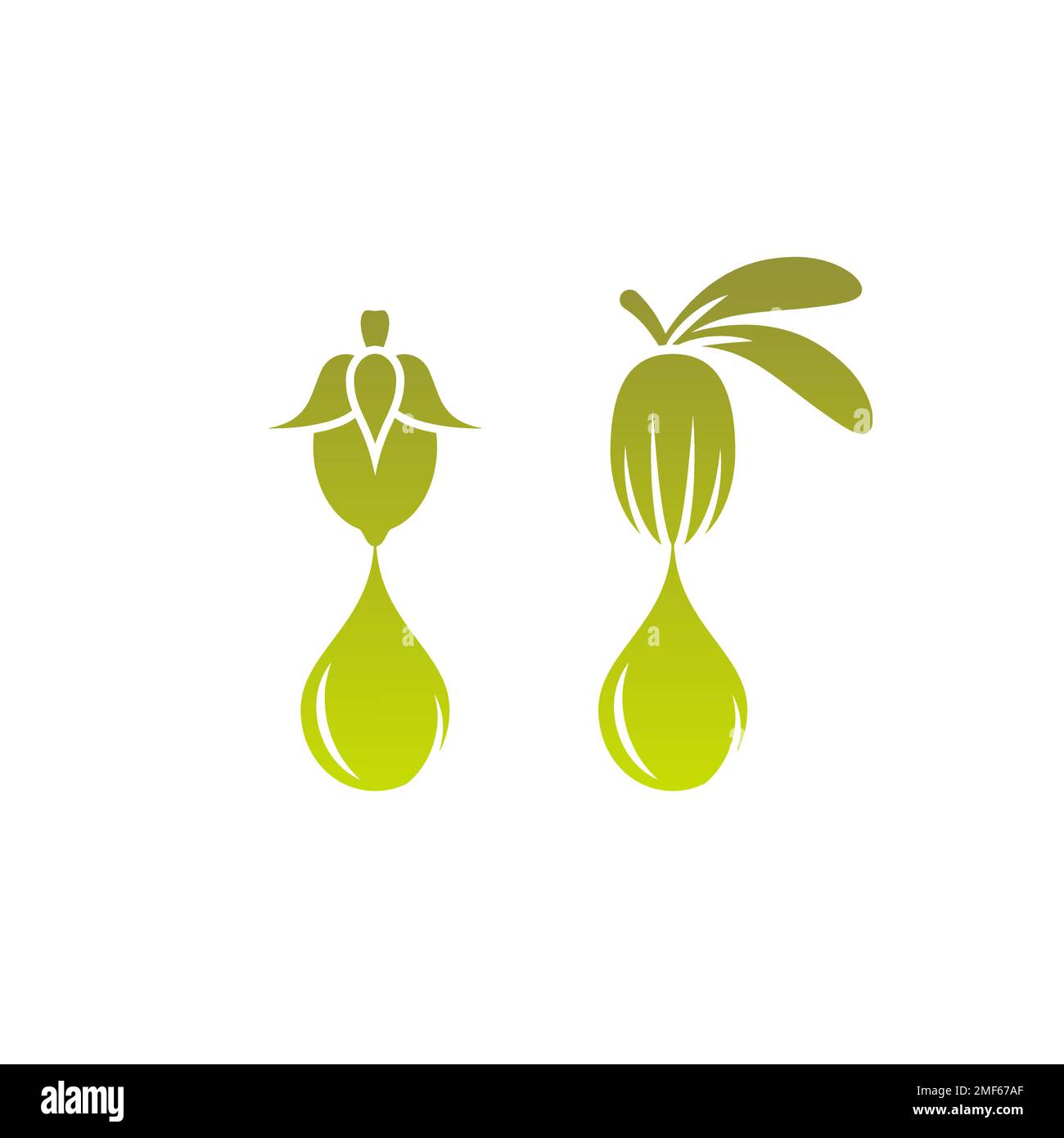 Shea nut and Jojoba nut with oil drop green icon. vitellaria beauty and ...