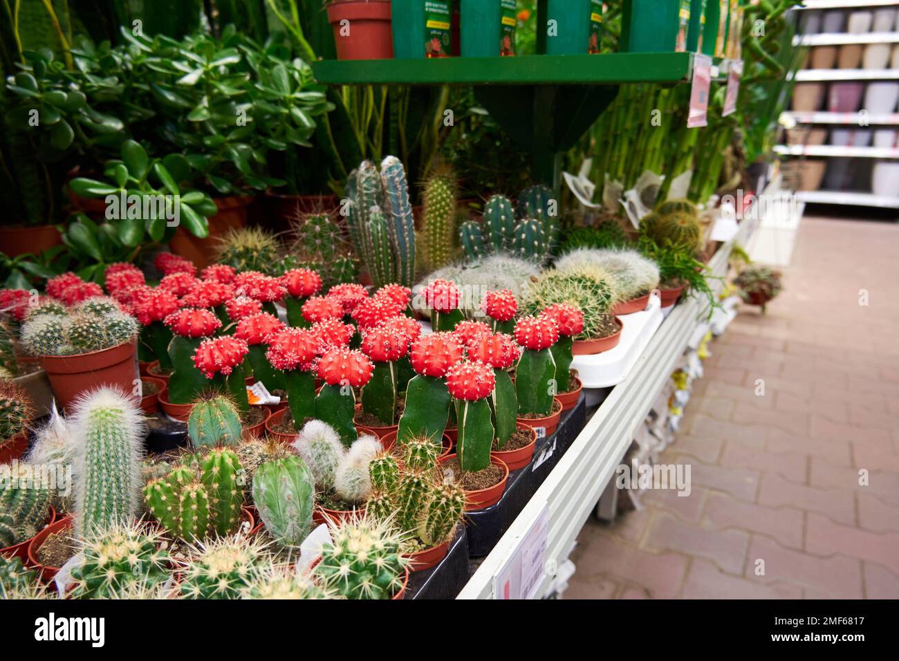 Lots of colorful cacti in the plant shop. Buying cacti in the store ...