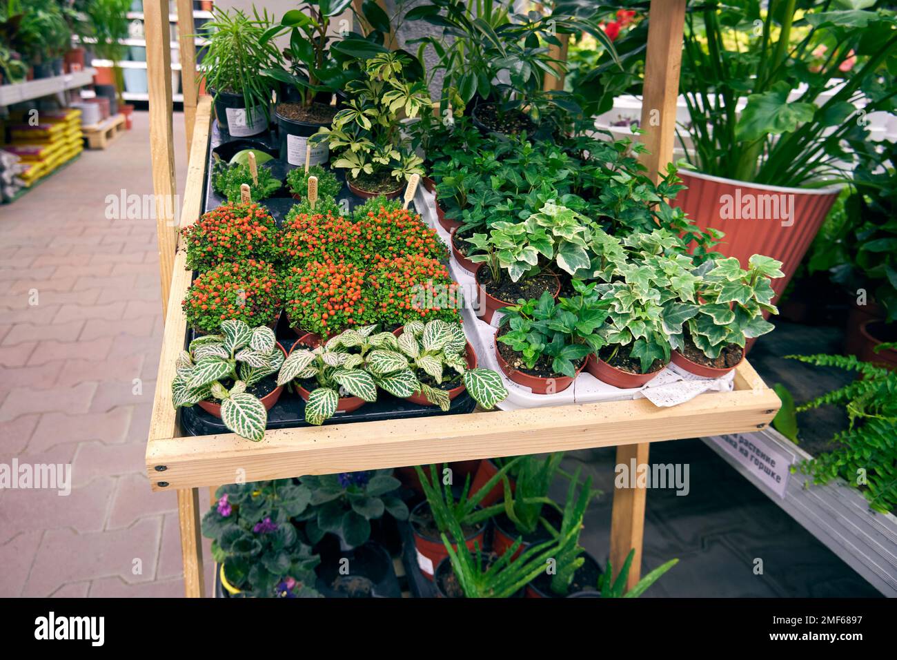 Many houseplants hi-res stock photography and images - Alamy