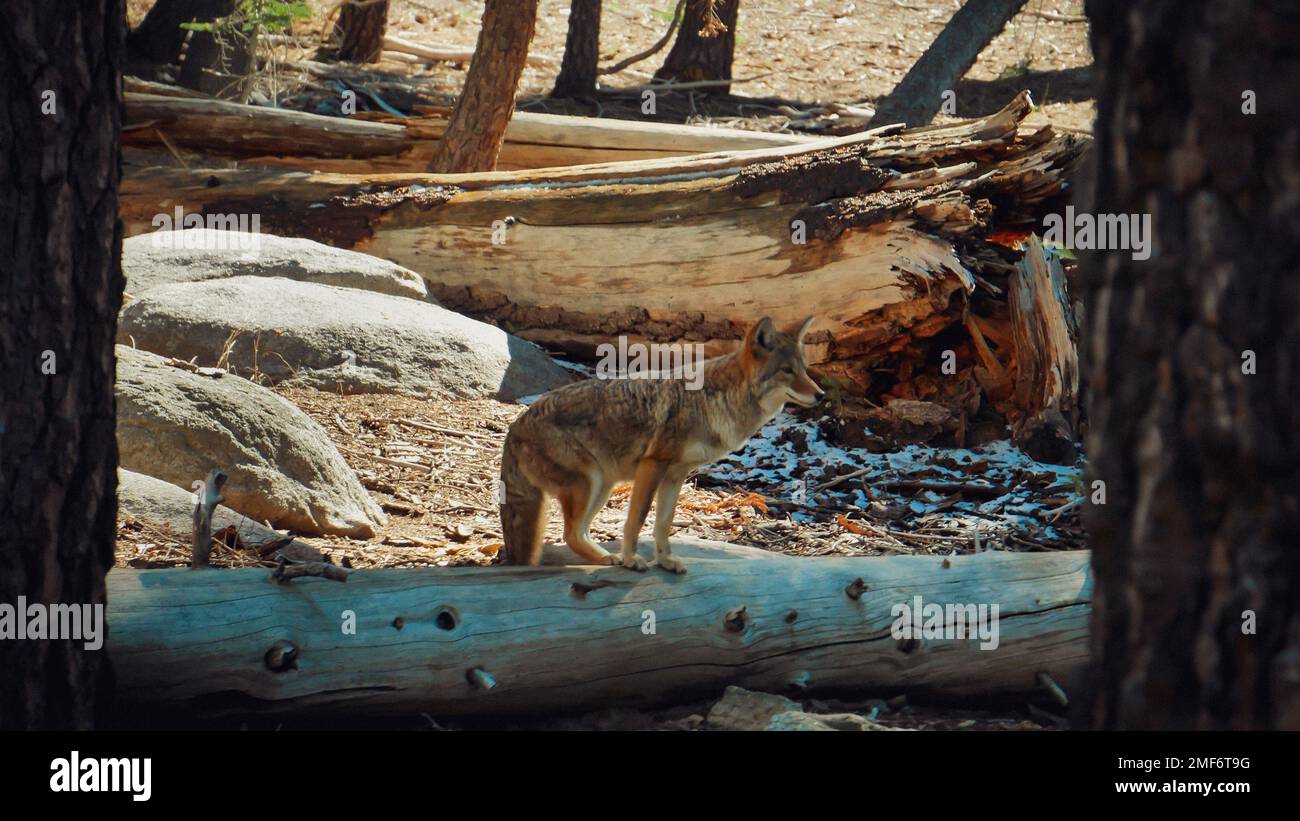 Coyote on a tree trunk in Yosemite National Park Stock Photo - Alamy