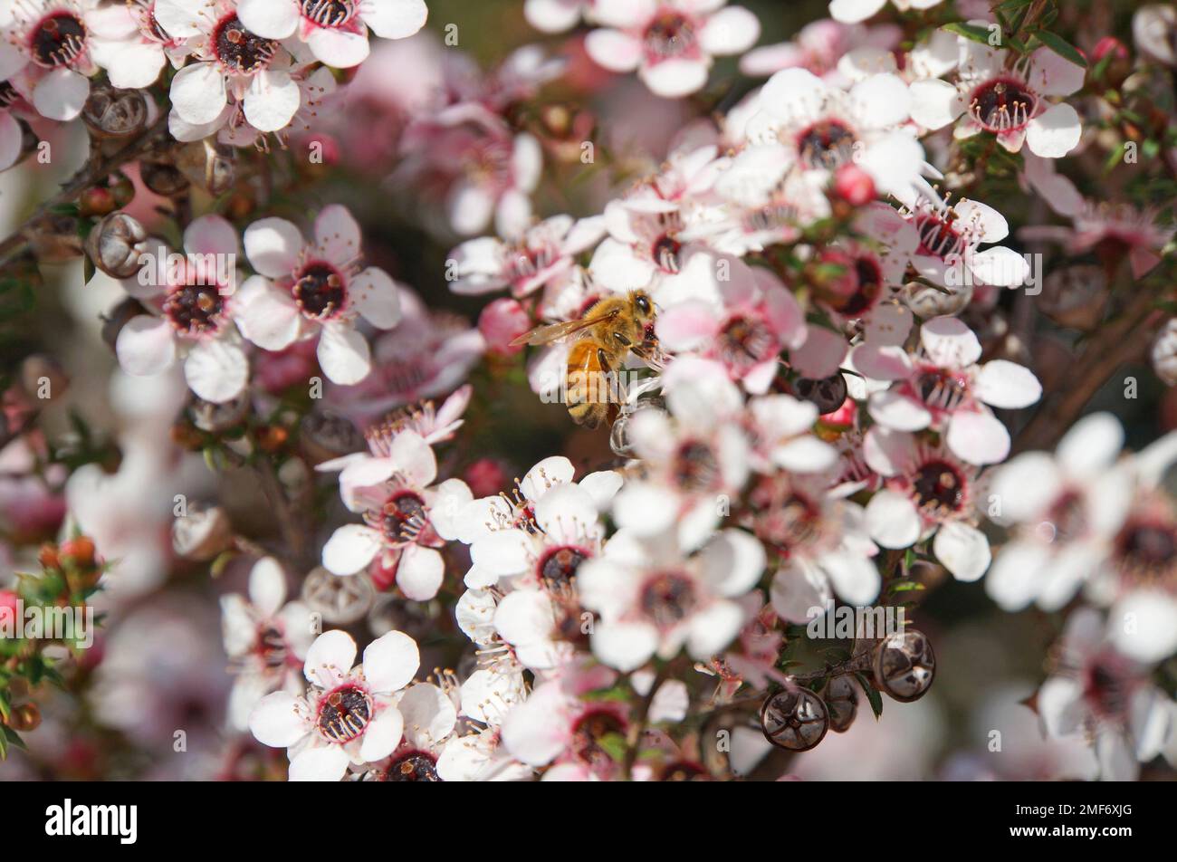 Closeup of a honey bee collecting pollen on a flowering Manuka bush in ...