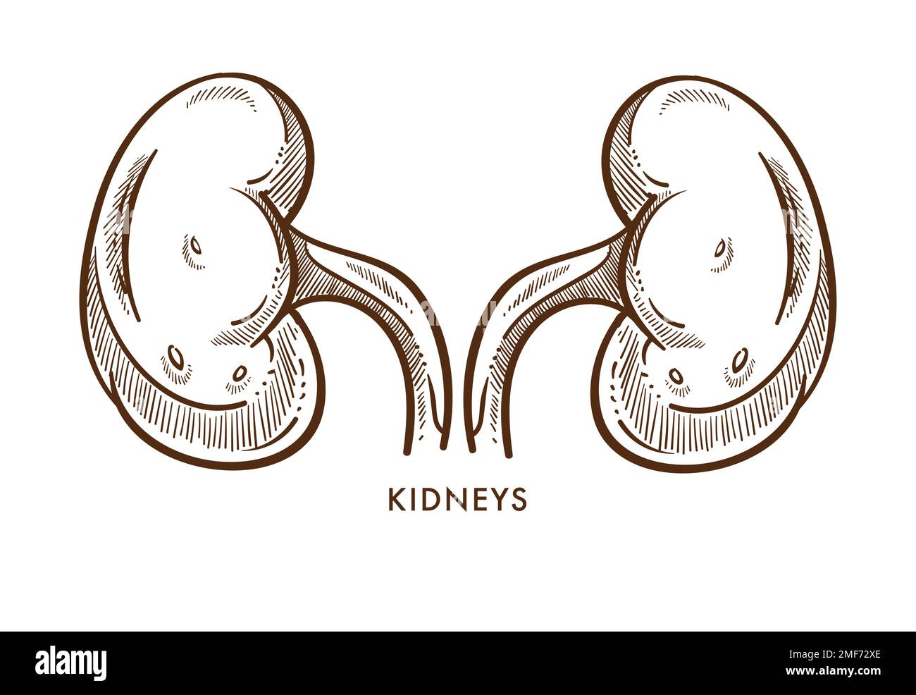 Anatomy kidneys internal organs pair isolated sketch Stock Vector Image ...