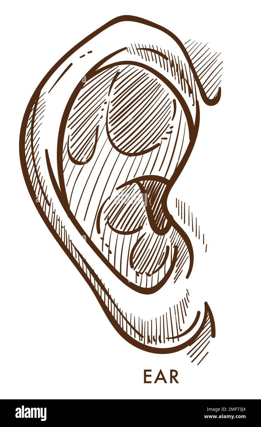 Ear perception organ otorhinolaryngology isolated sketch vector ...
