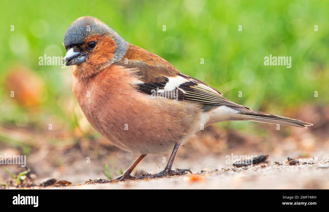 Fringilla coelebs or finch close-up selective focus. A small plate ...
