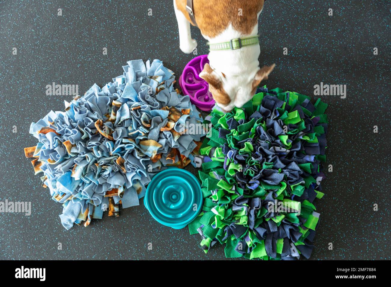 A dog checking out snuffle mats and slow feeder bowls Stock Photo - Alamy
