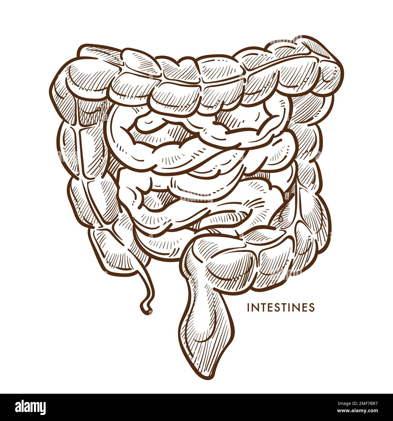 Intestines digestive system isolated sketch internal organs Stock ...