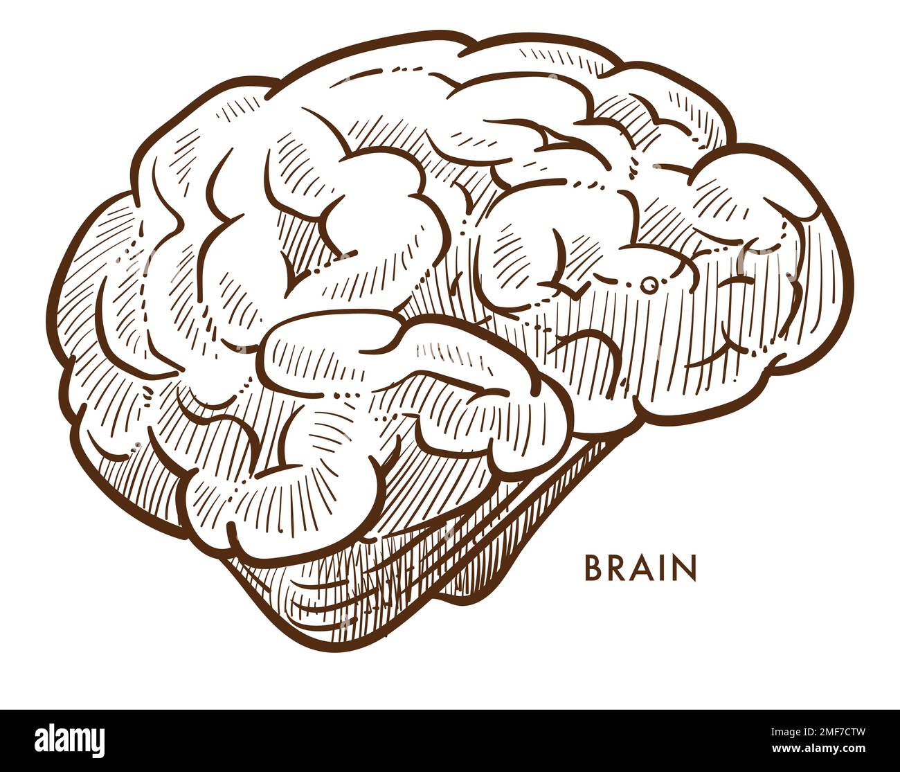 Brain internal cerebral organ isolated sketch nervous system Stock ...