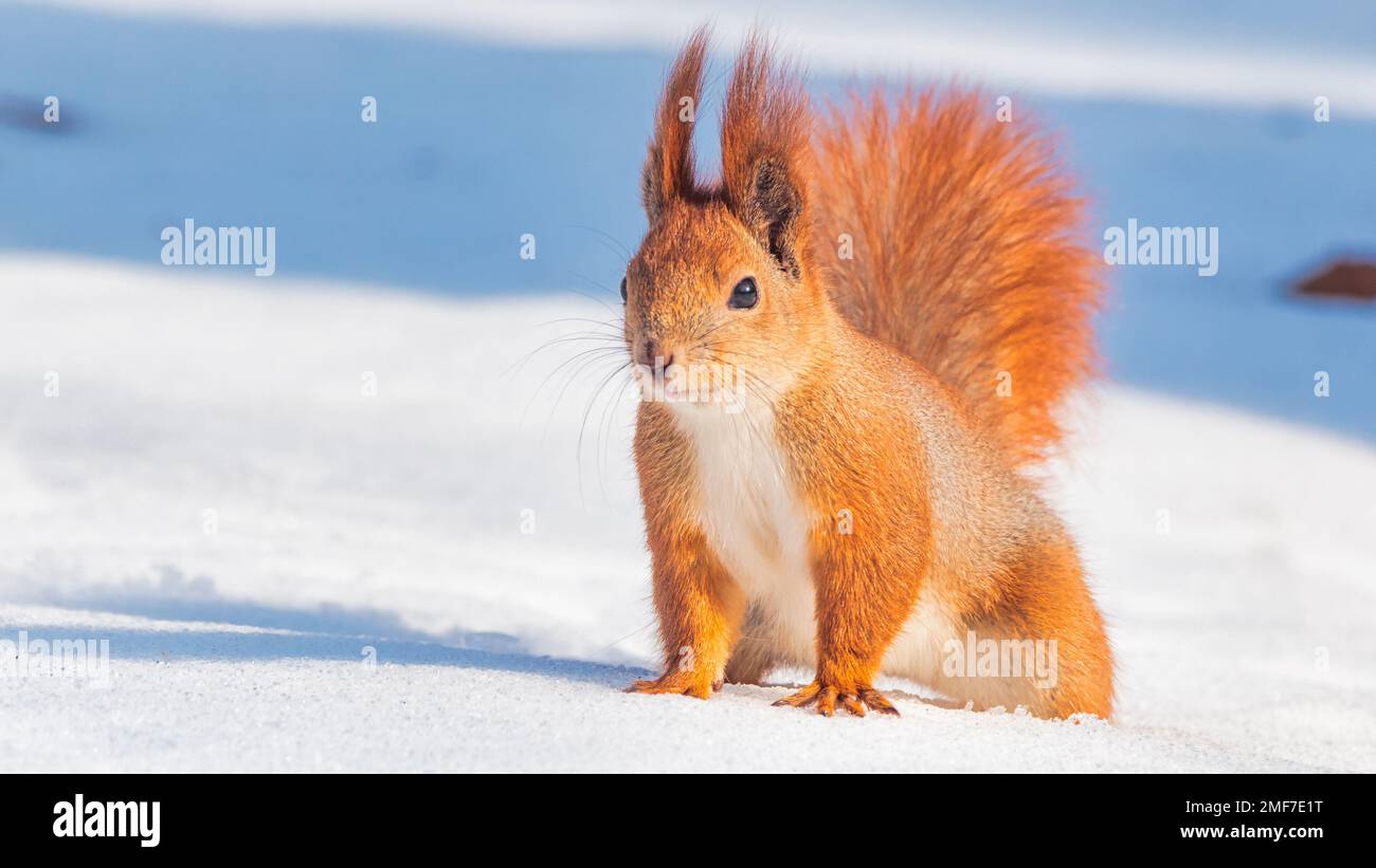 Cute squirrel winter scene feeding hi-res stock photography and images ...