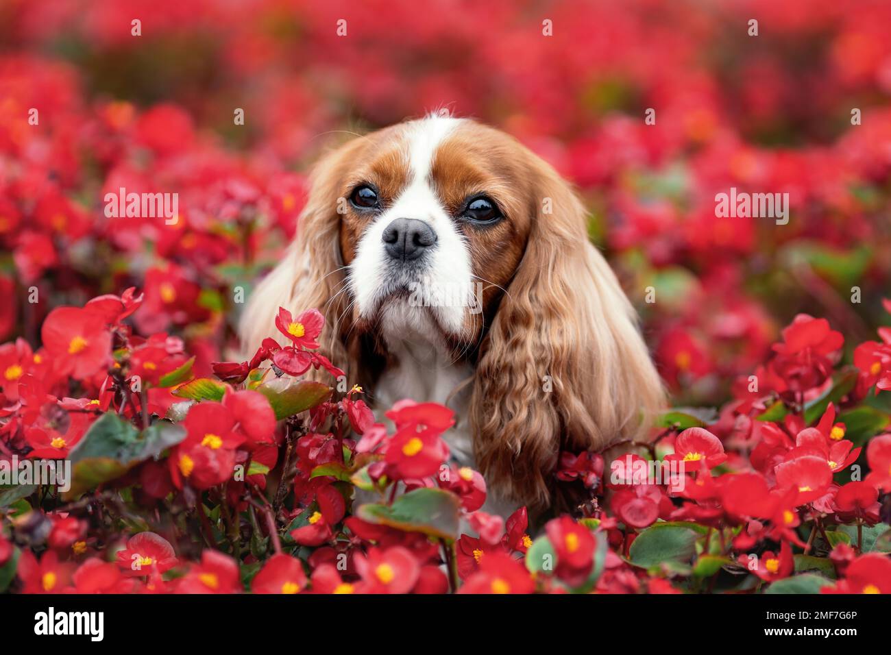 Beautiful dog of cavalier king charles spaniel breed among red flowers ...