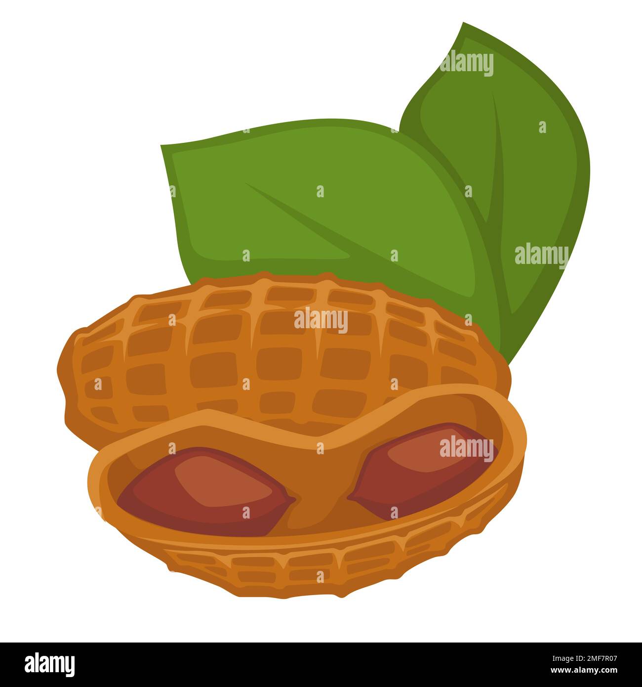 Peanut in shell and leaves isolated nut organic food Stock Vector Image ...