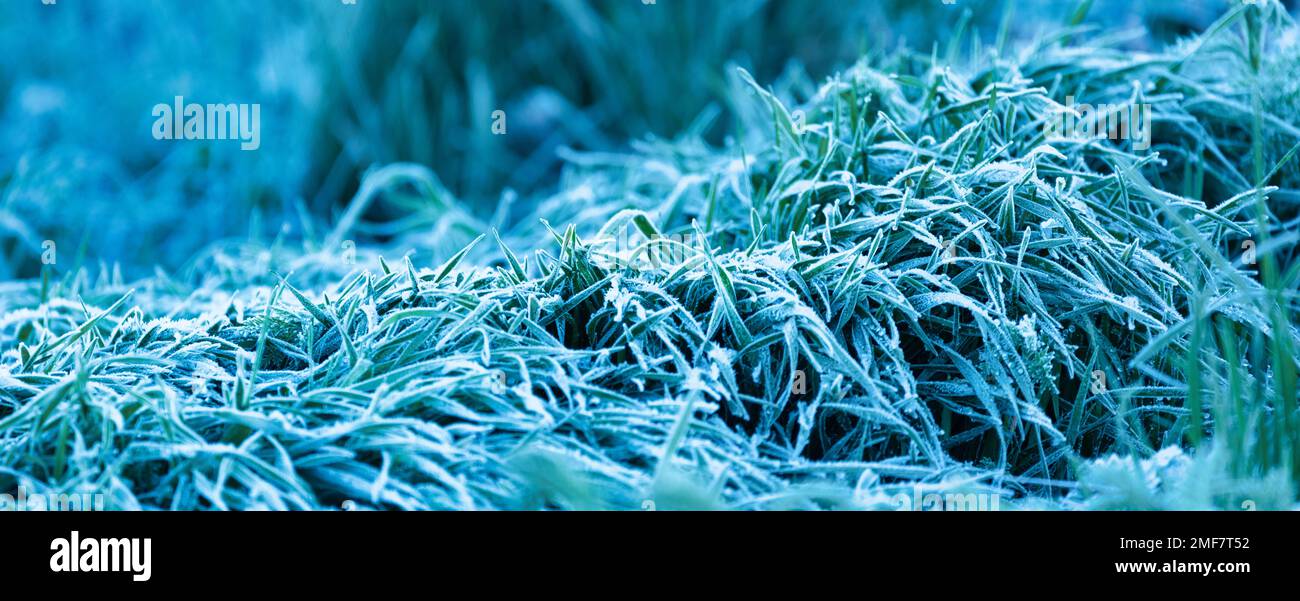 Young shoots of wheat affected by frost. The influence of weather ...