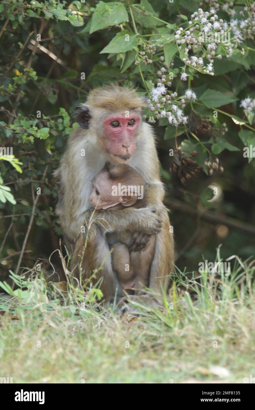 Monkeys and Grey Languor's in the forest. Sri Lanka Stock Photo - Alamy