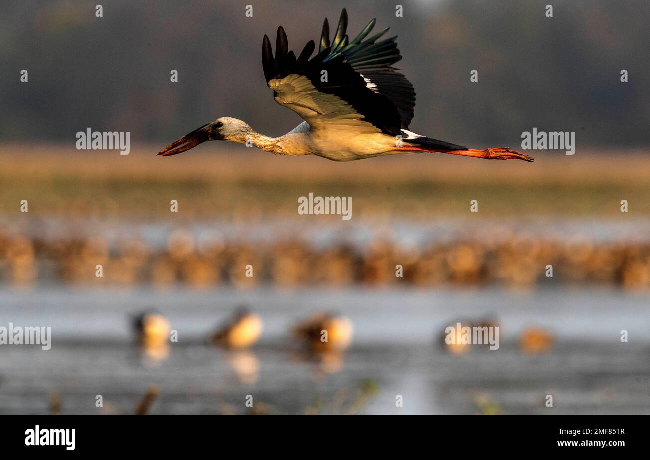 An openbill stork flies over a wetland on the outskirts of Gauhati ...
