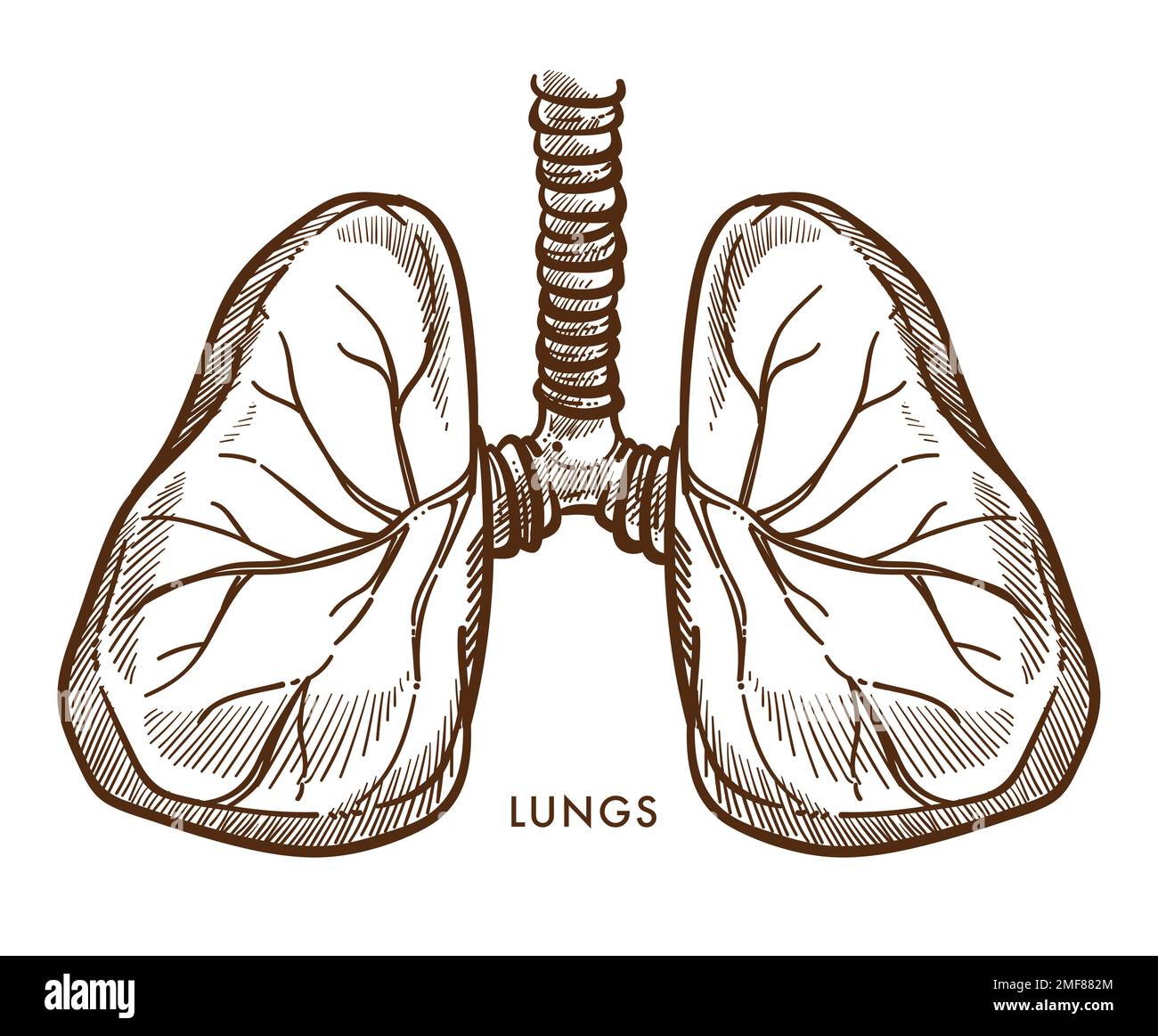 Respiratory system human lungs internal organ isolated sketch vector ...