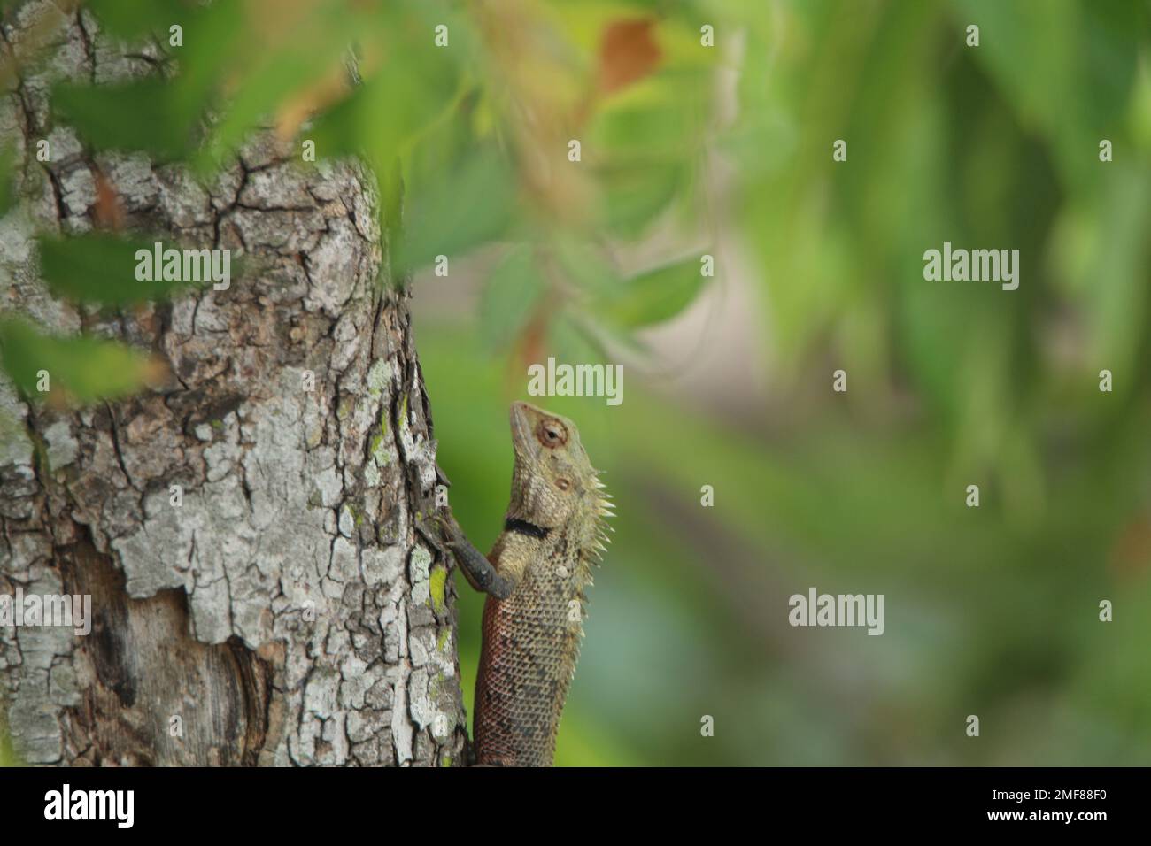 Lizards in Sri Lanka. Visit Sri Lanka Stock Photo - Alamy