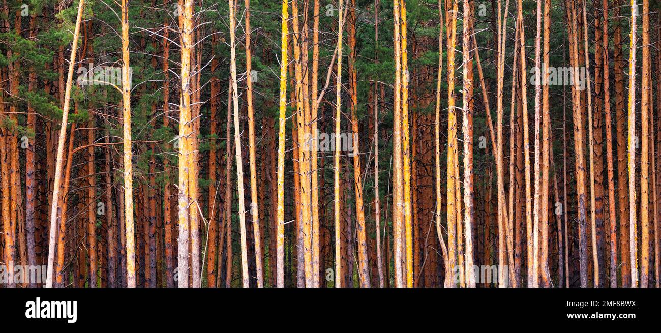 Pine forest, texture, side view, quality level tree trunks. Abstract ...