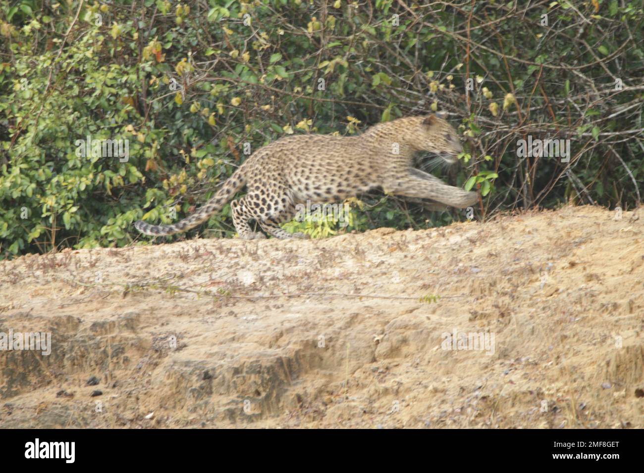 Sri Lankan leopards in the wild. Visit Sri Lanka Stock Photo - Alamy
