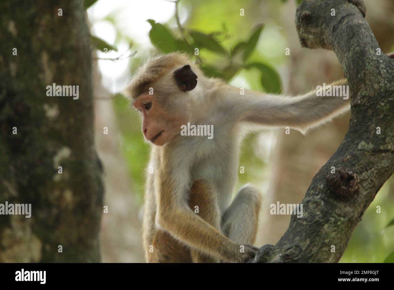 Monkeys and Grey Languor's in the forest. Sri Lanka Stock Photo - Alamy