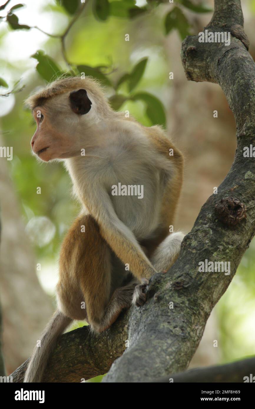 Monkeys and Grey Languor's in the forest. Sri Lanka Stock Photo - Alamy