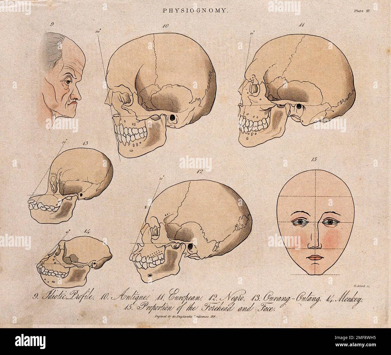 Physiognomy, 19th century illustration Stock Photo - Alamy
