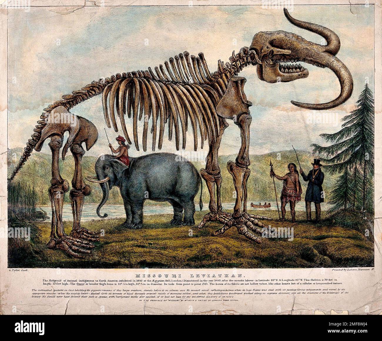 Mammoth skeleton exhibit, 19th century illustration Stock Photo - Alamy