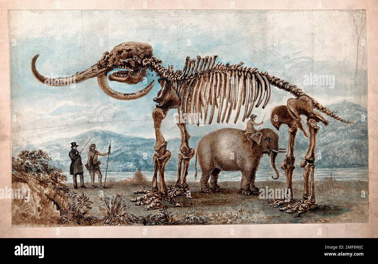 Mammoth skeleton exhibit, 19th century illustration Stock Photo - Alamy