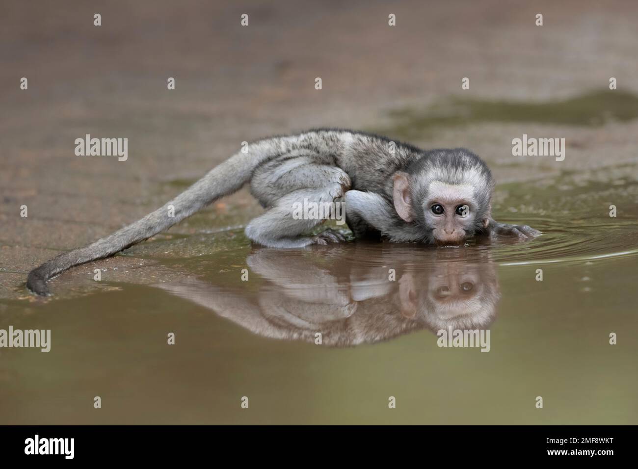 Vervet monkey infant drinking Stock Photo - Alamy