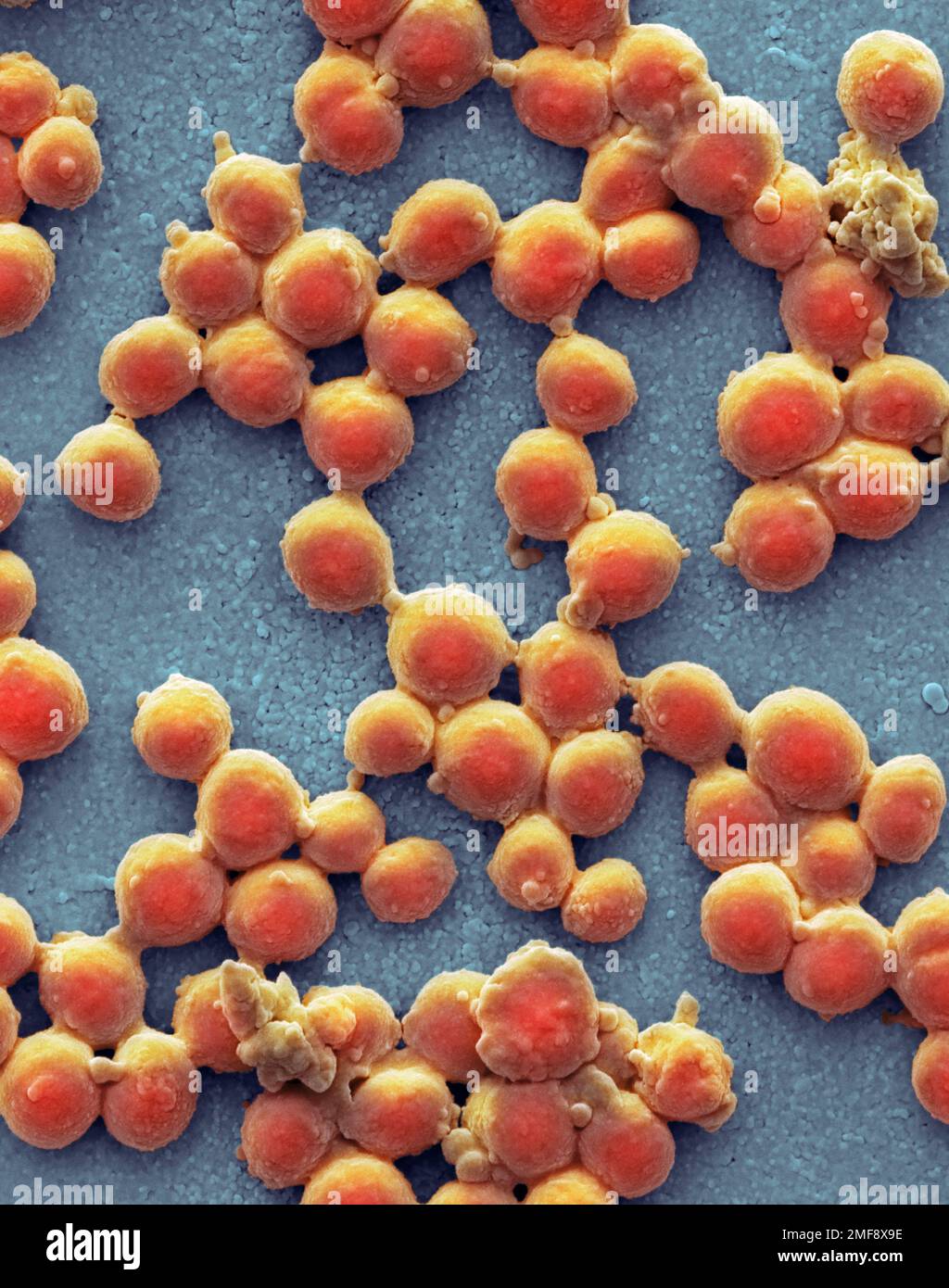 Group A Streptococcus bacteria, SEM Stock Photo - Alamy
