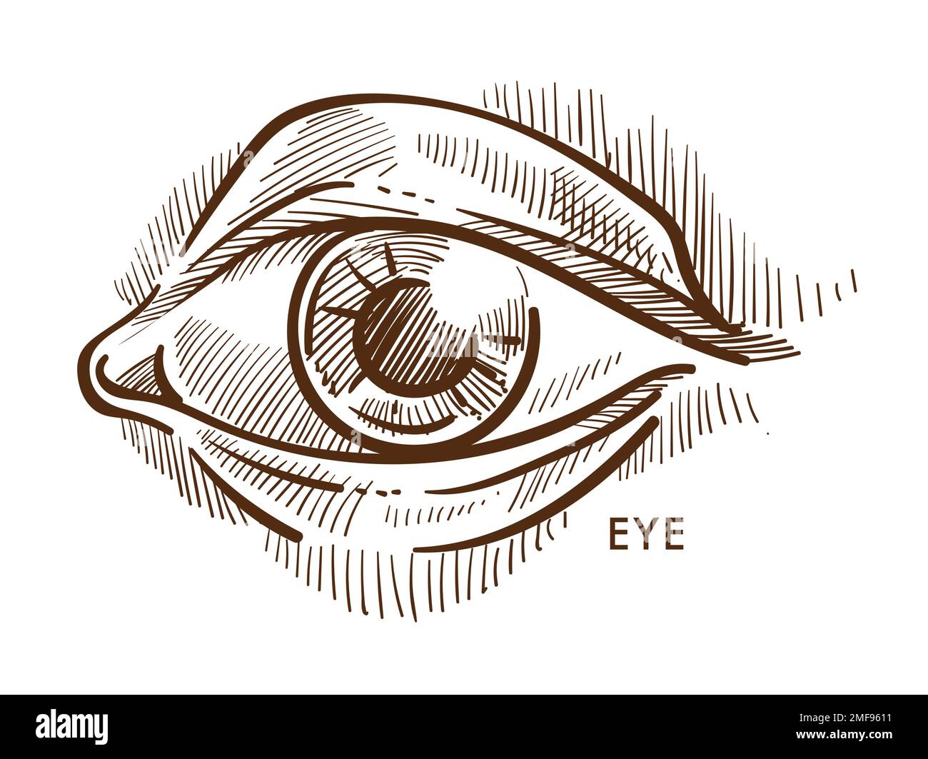 Eye pupil and iris eyelid and eyeball with lashes isolated sketch Stock ...