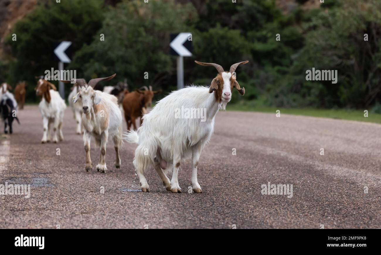Sheep Peeing on the road in the mountains of Sardinia, Italy Stock ...