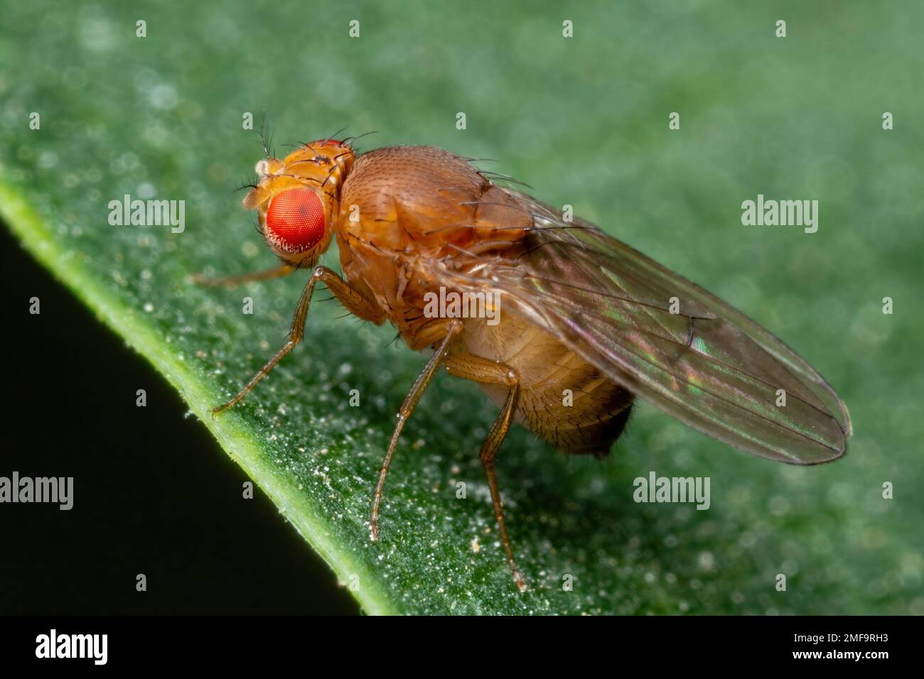 Tropical Fruit Fly Drosophila Diptera Parasite Insect Pest on Vegetable ...