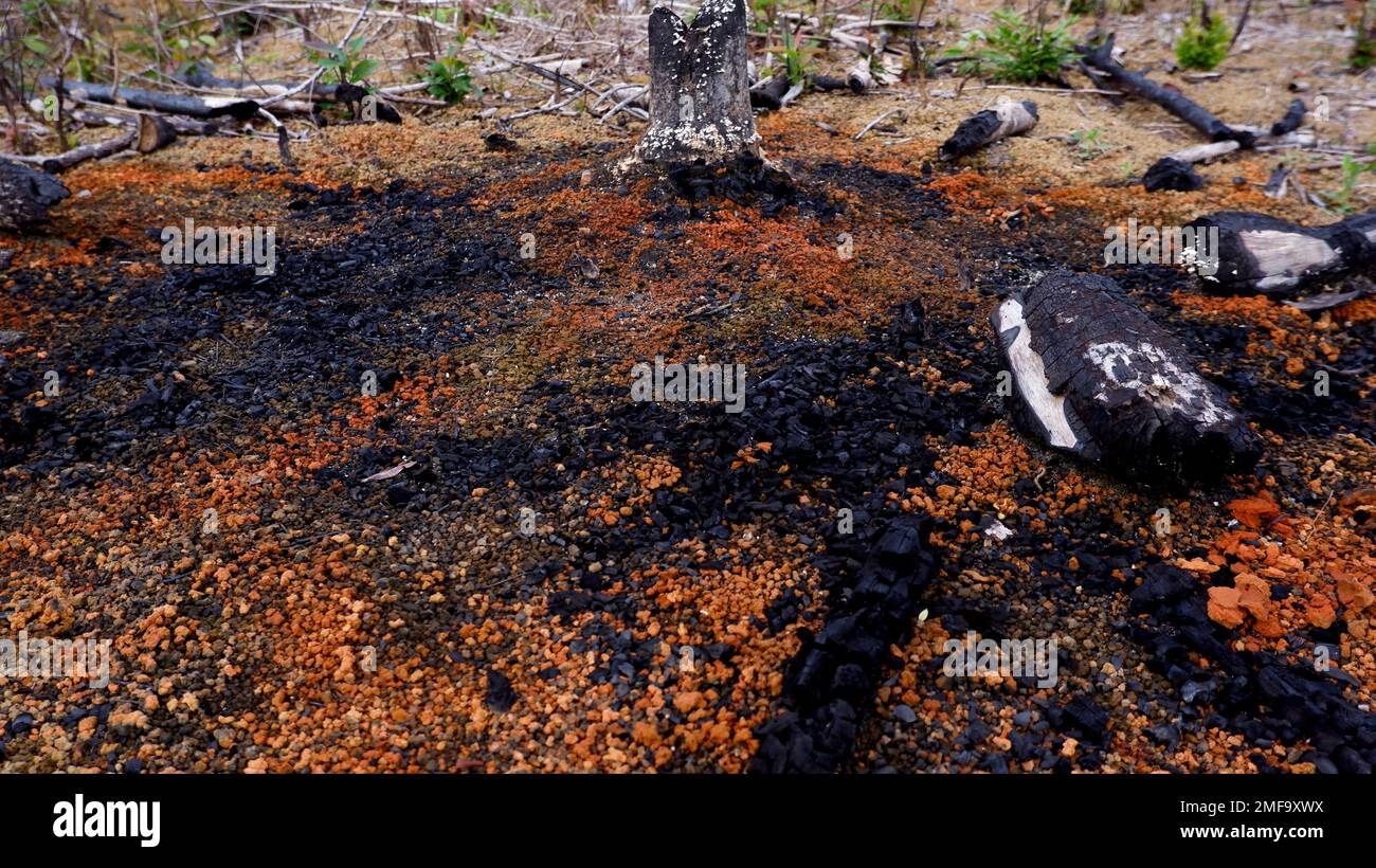 View Of Trees And Land Being Burned In The Plantation Area Stock Photo ...