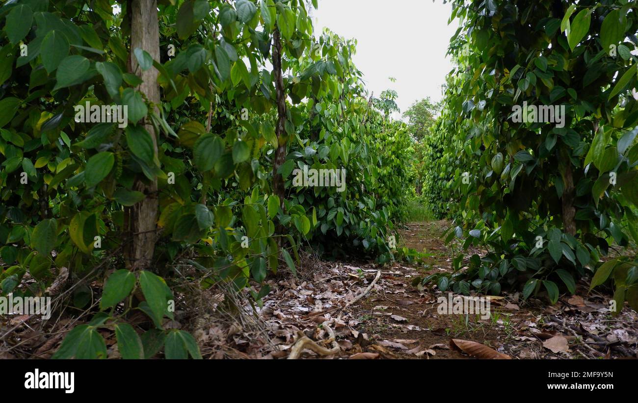 A view of a green pepper plantation in the tropical plains of Indonesia ...