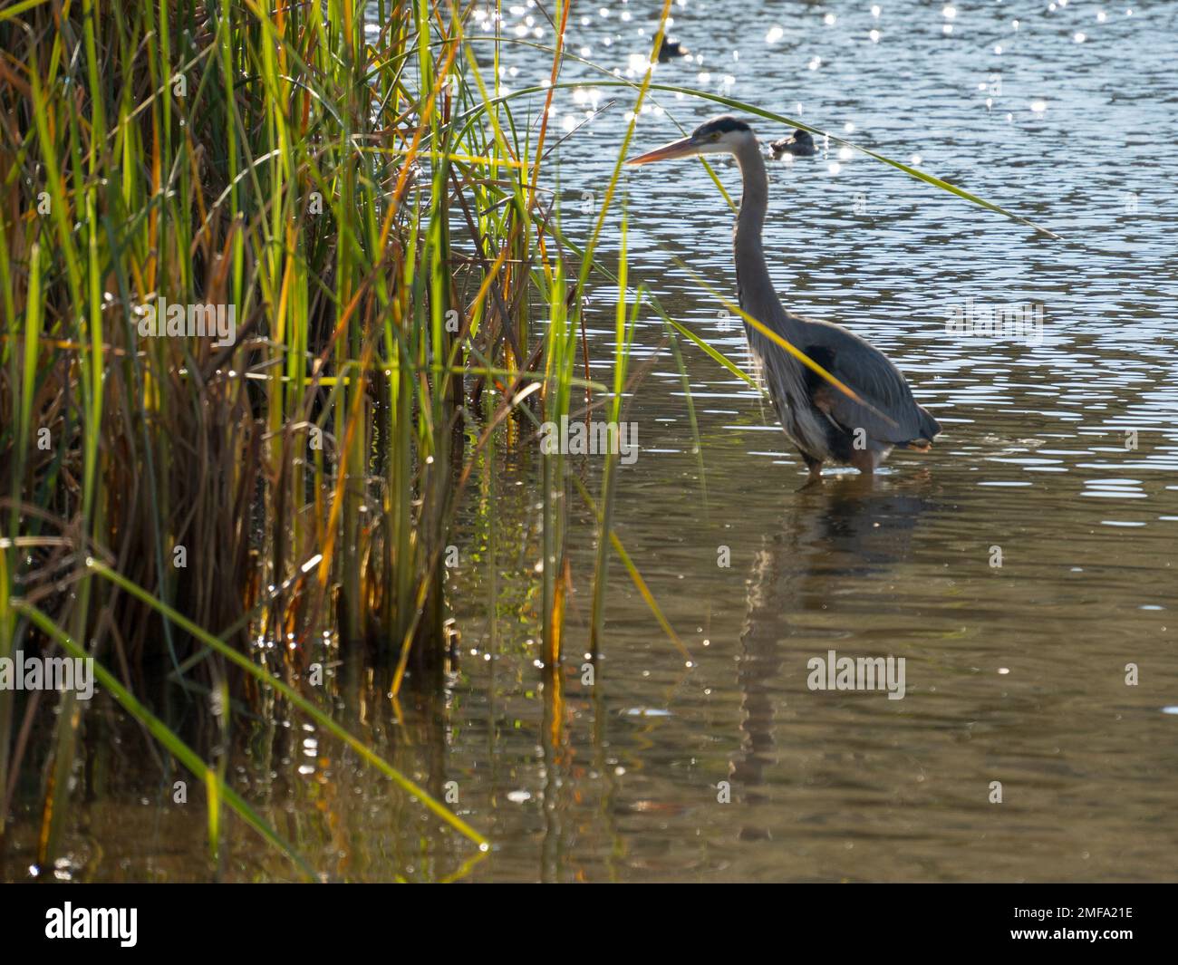 Saguaro Lake near Phoenix Arizona is a dammed water recreation area ...