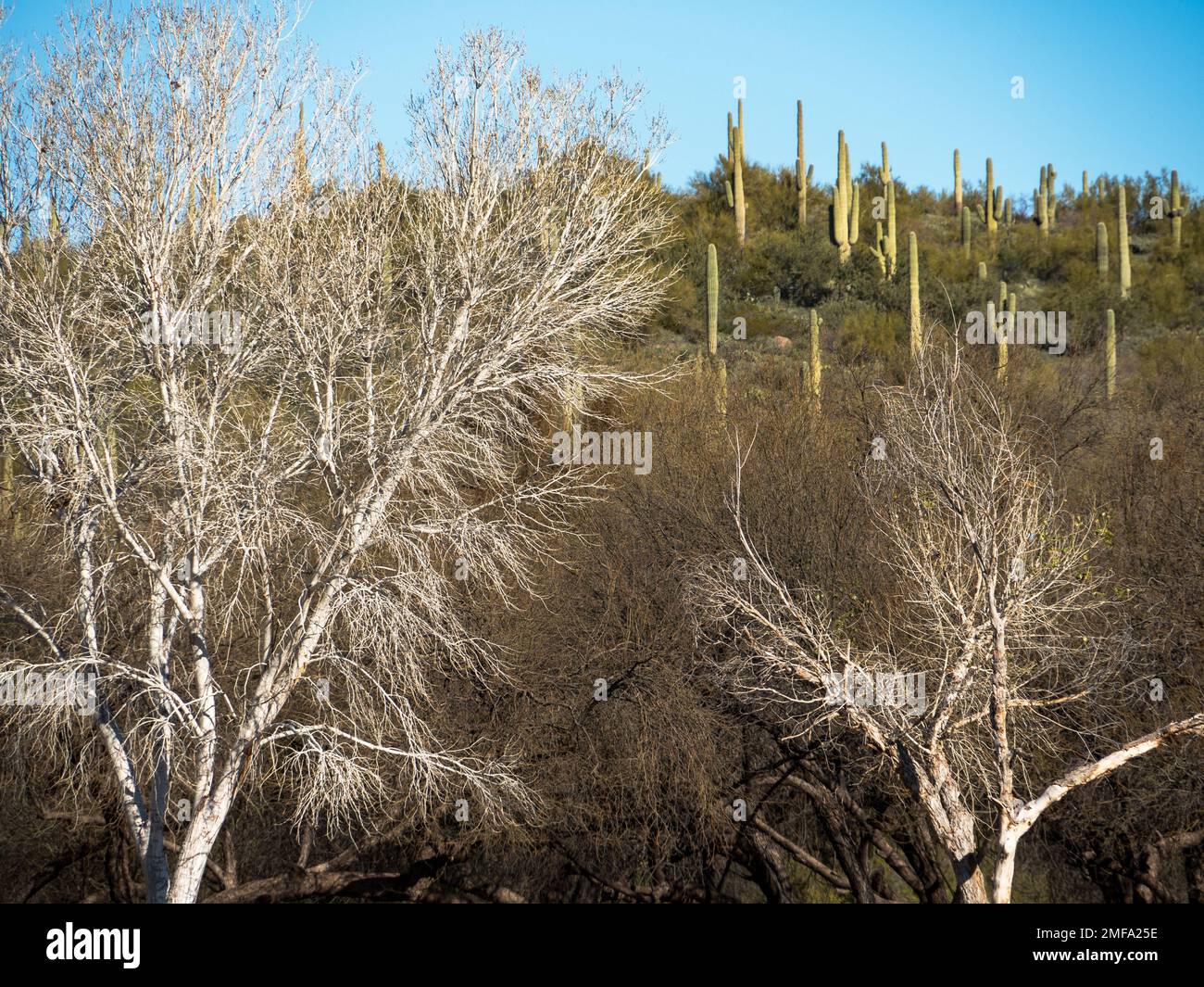 Saguaro Lake near Phoenix Arizona is a dammed water recreation area ...