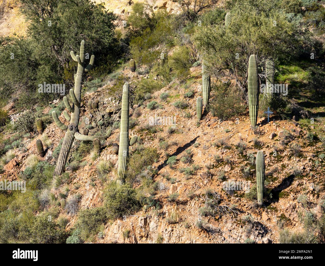 Saguaro Lake near Phoenix Arizona is a dammed water recreation area ...