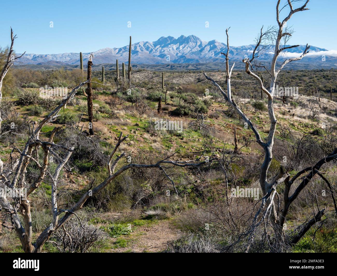 The iconic Four Peaks mountain and the surrounding mountain range near ... The iconic Four Peaks mountain and the surrounding mountain range near ...